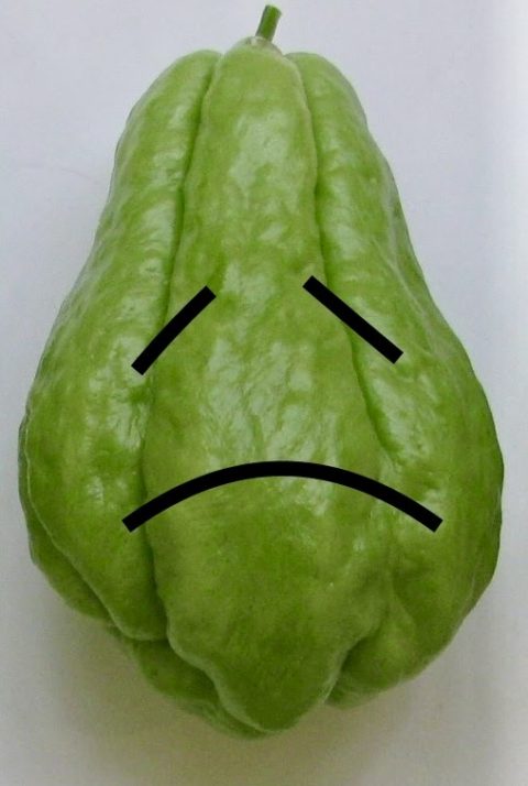 How To Plant A Distressed Mirliton In Hot Weather - Mirliton