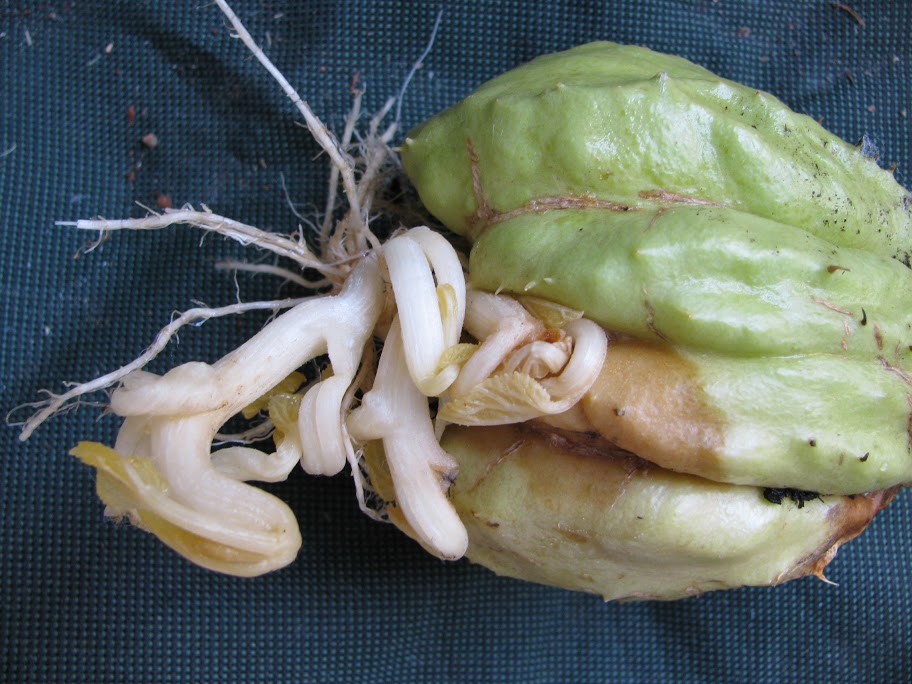 How To Plant Spring and Summer Mirliton Sprouts - Mirliton