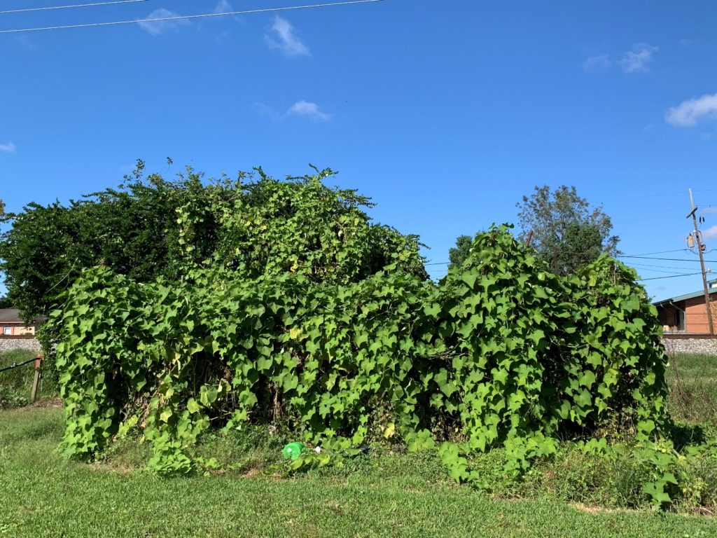 Old Family Tradition of Mirliton Growing Flourishes in St. John Parish ...
