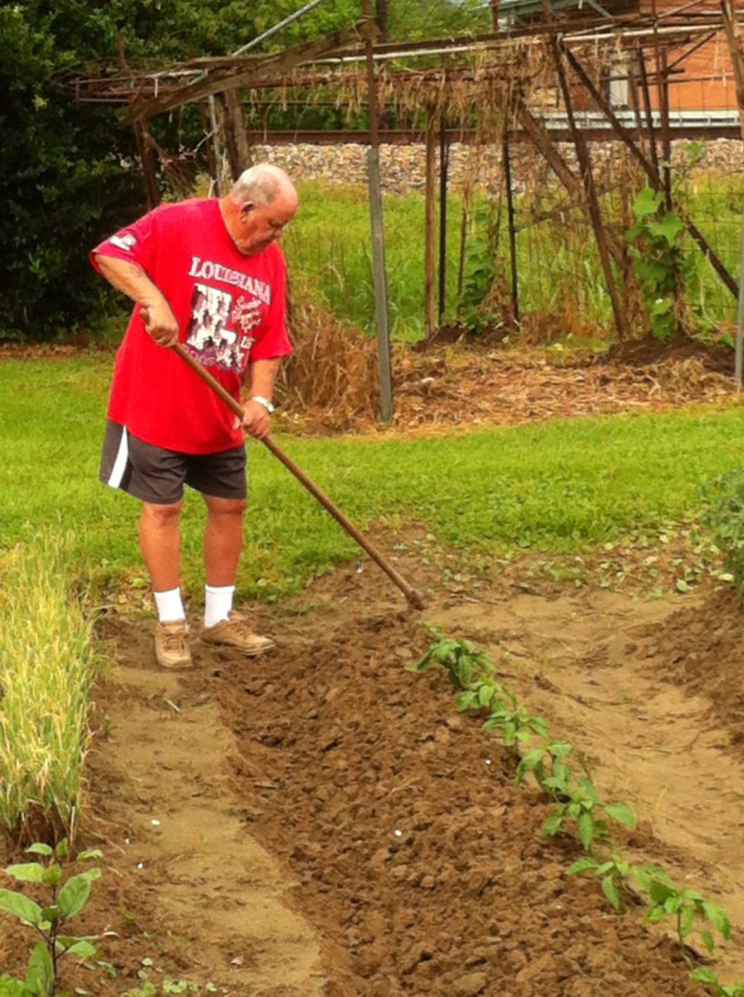 Old Family Tradition of Mirliton Growing Flourishes in St. John Parish ...