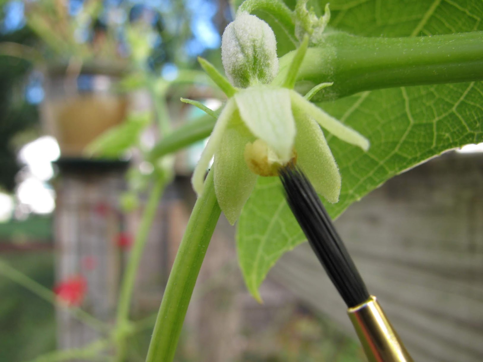The Fall Equinox Triggers Flowering in Mirlitons (September 21-24 ...