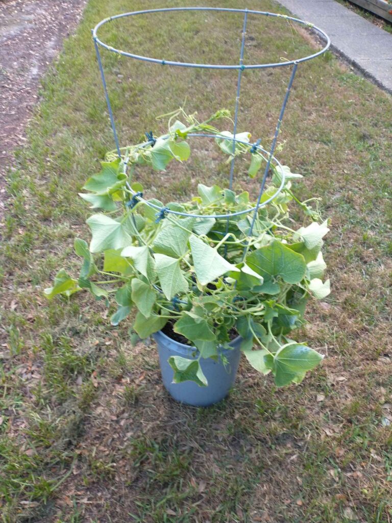 How To Grow A New Mirliton Seed - Mirliton