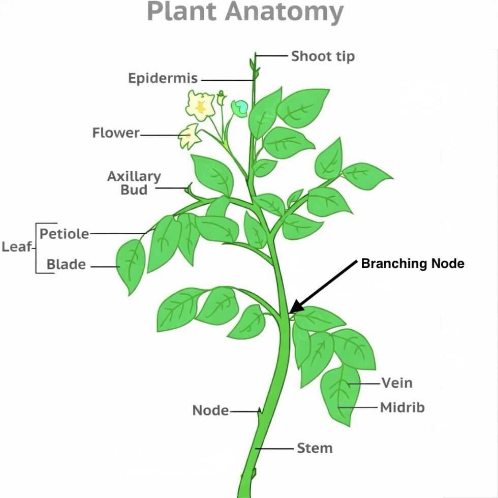 How to Prune Back a Mirliton in a Container - Mirliton